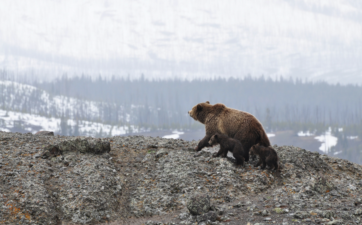 Mother Earth Essentials – The Banff Trading Post